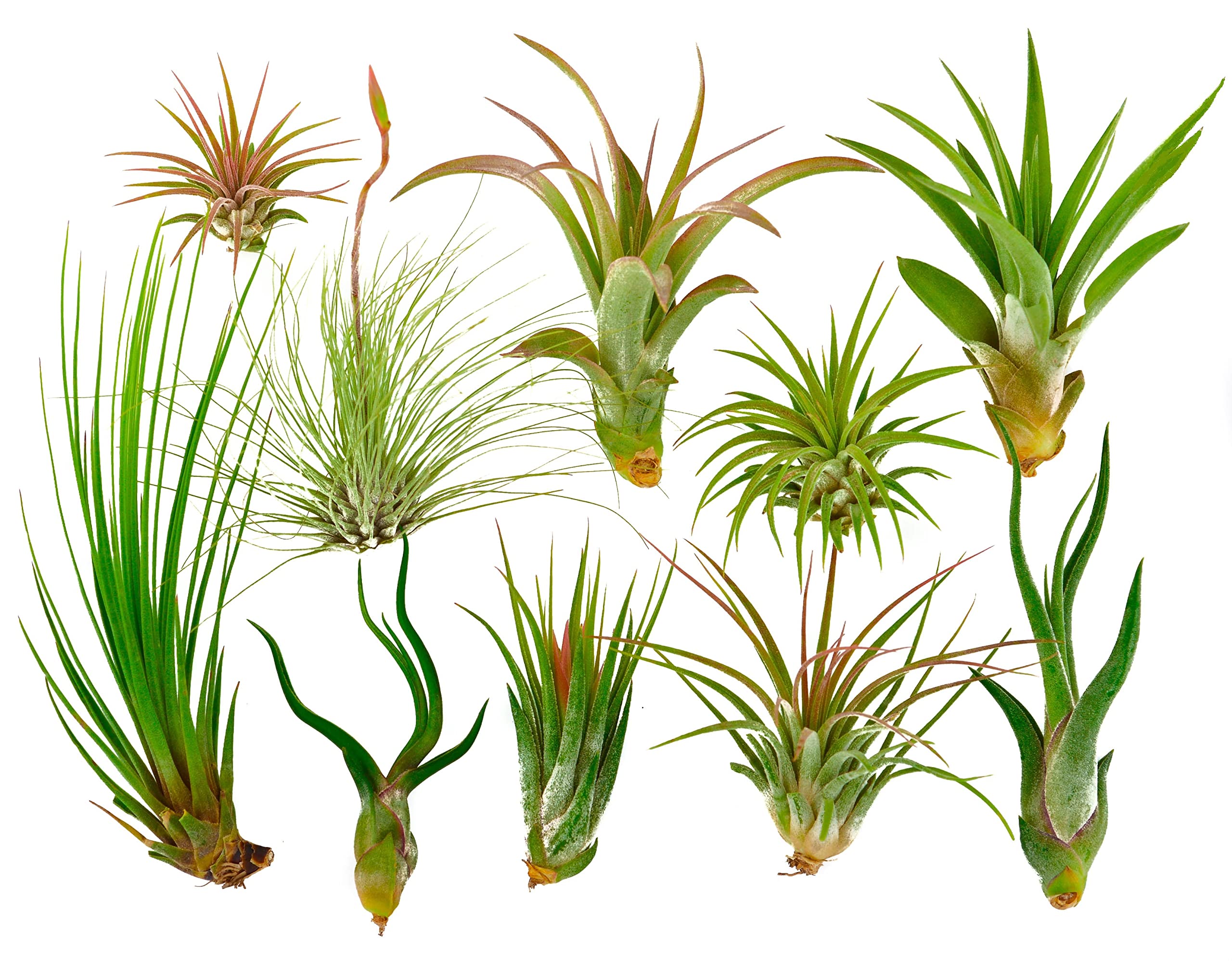 It Blooms Rainforest Grown 10 Pack Assorted Air Plants - Live Tillandsia - Easy Care House Plants - 30 Day Guarantee
