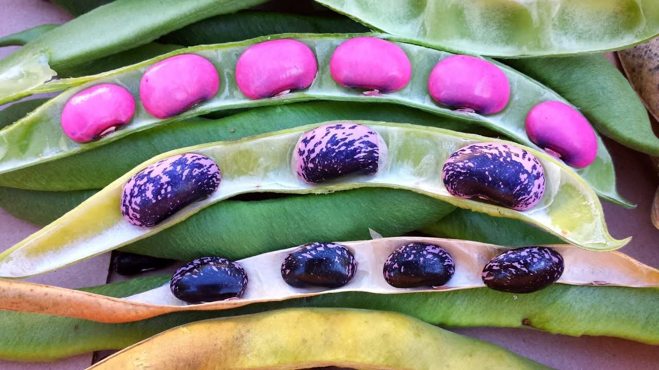 Gaea's Blessing Seeds - Scarlet Runner Bean Seeds - Non-GMO Seeds for Planting with Easy to Follow Instructions 94% Germination Rate