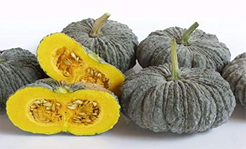 Germinazione dei semi: 40 semi: semi di Zucca tailandese Dolce verdura vitamina Albero pianta preferita giardino esterno