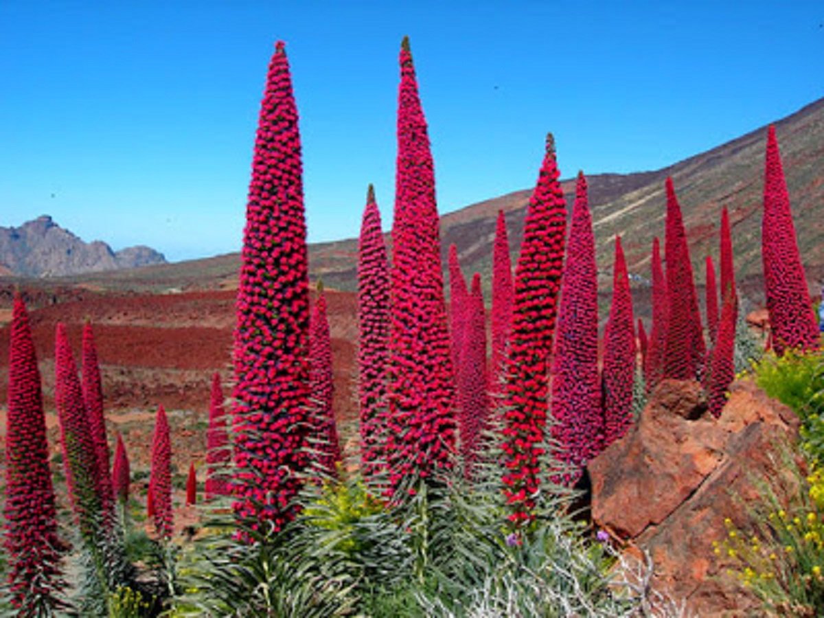 Echium Wildpretii Tower Of Jewels Snake Head Rare Beauty Exotic 10 Seeds