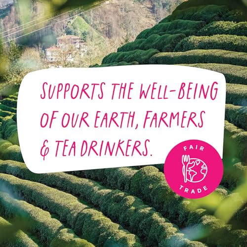 Kubo Tea, Organic High Energy Ice Tea, High Caffeine Blend, 20 Servings (155mg Caffeine each), Pillow Tea Bags, Kraft Packaging, Healthy Coffee Substitute (Raspberry)
