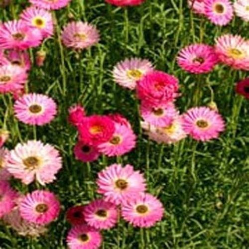 Fresh 50 semi - Semi Helipterum Fiore Della Rosa