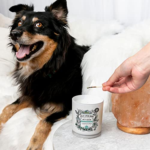 Pet-Pourri Pet Odor Eliminator Candle, Pawsitively Fresh, 7.5 Oz - Jasmine, Fresh Air and Pear (Veterinarian Recommended)