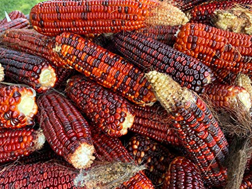 Jimmy Red Corn Famous Bootlegger Moonshine Grits Hominy Masa Corn Heirloom Premium Seed Packet + More