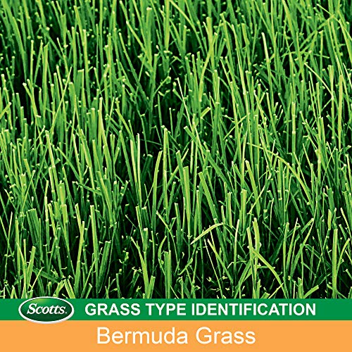 Scotts EZ Seed Patch and Repair Bermudagrass, 20 lb. - Combination Mulch, Seed, and Fertilizer - Tackifier Reduces Seed Wash-Away - Even Grows in Scorching Heat - Covers up to 445 sq. ft.