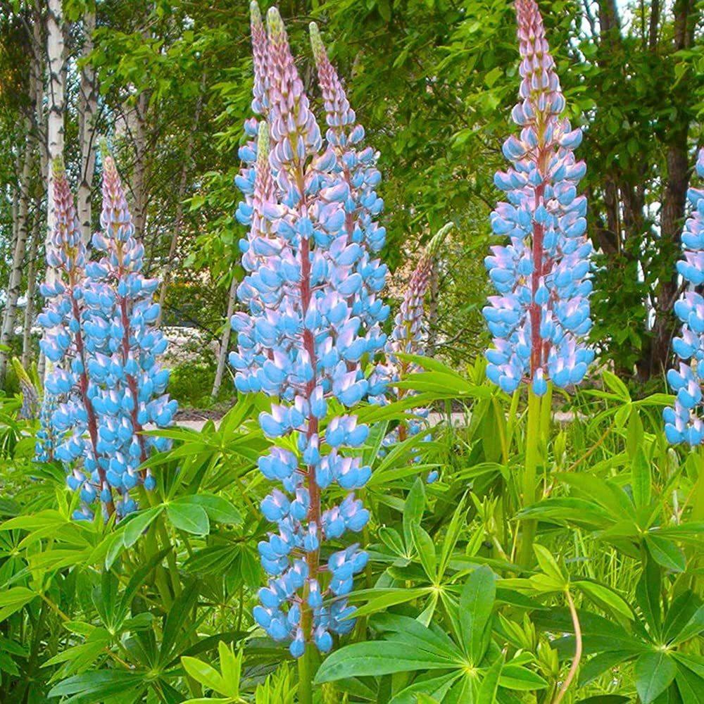 Eastern United States Wildflower Seed Mix - Over 35,000 Premium Seeds - by 'createdbynature'