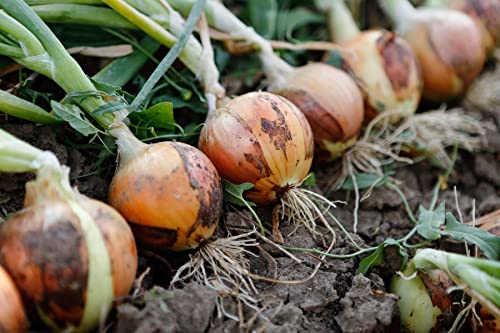 Gaea's Blessing Seeds - Onion Seeds - Non-GMO Heirloom Seeds with Easy to Follow Instructions (Walla Walla Sweet Onion) 93% Germination Rate