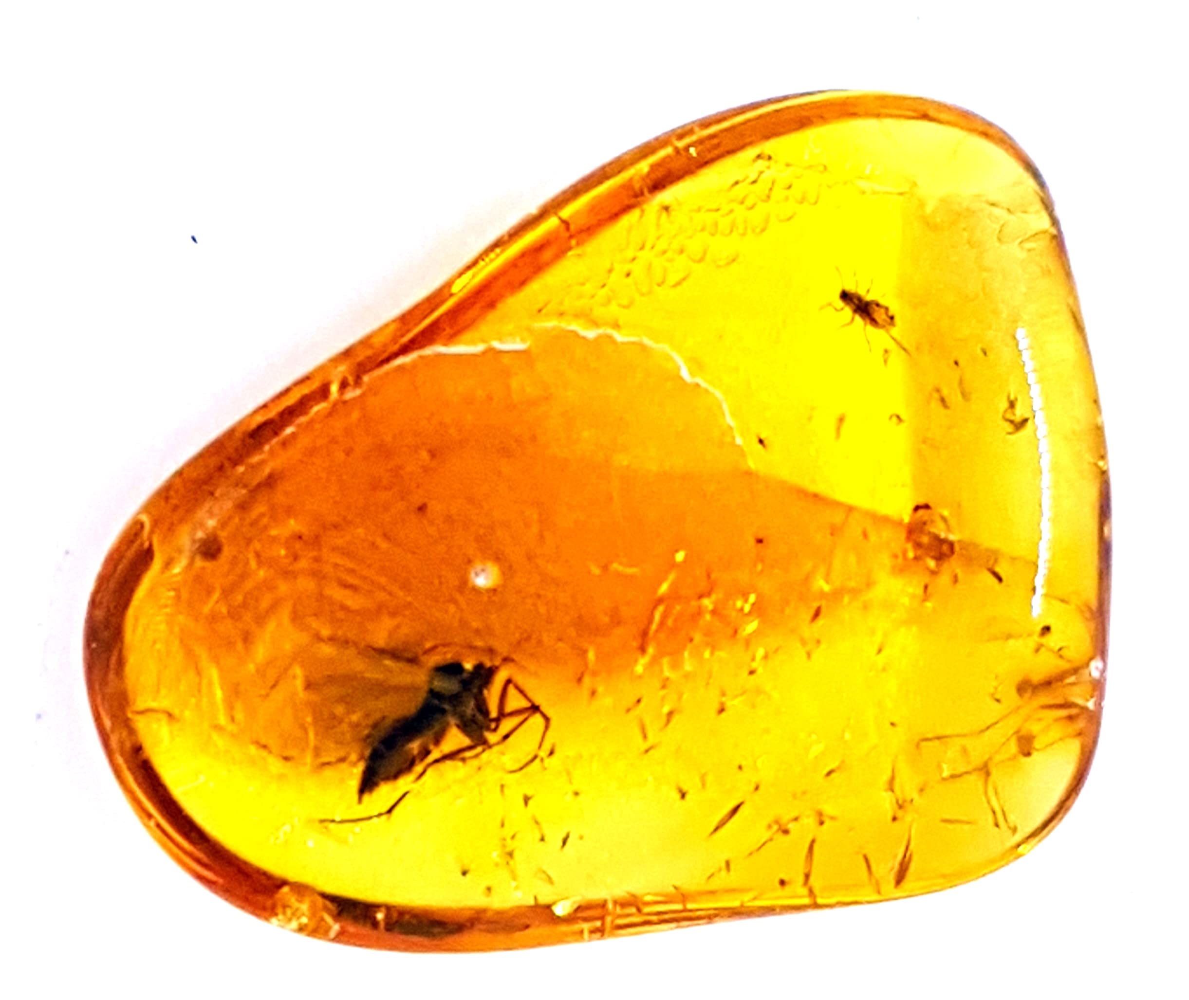 Genuine Fossil Baltic Amber with Inclusion with Magnifying Box/Beautiful Museum Grade