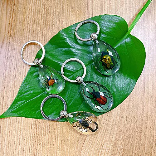 QTMY 6 Pack Insect in Resin Specimen Collection Paperweights Keychain,Christmas for Men Women Biology Science Teacher Education,Mystery Box (3)