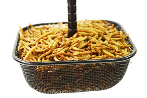 Mealworms Bird Feeder | 5 x 5 inch Powder Coated Mesh Bowl with Adjustable Stainless Steel Roof