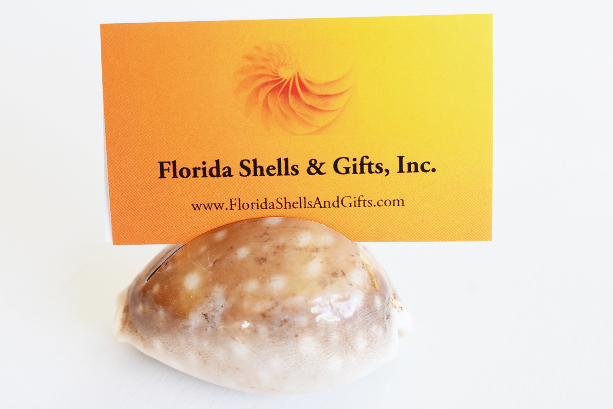 Set of 6 Genuine Seashell Place Card Holders Beach Wedding Favor Nautical Party Decor Sea Shell Table Sets
