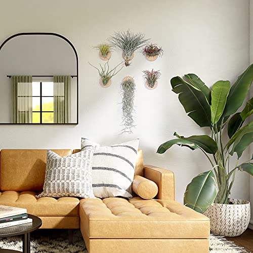 MITIME Air Plants Holders-Real Wood Live Air Plant Holders.Rustic Air Plant Stand,Wall-mounted to save space.(Plants not included)(Set of 6)