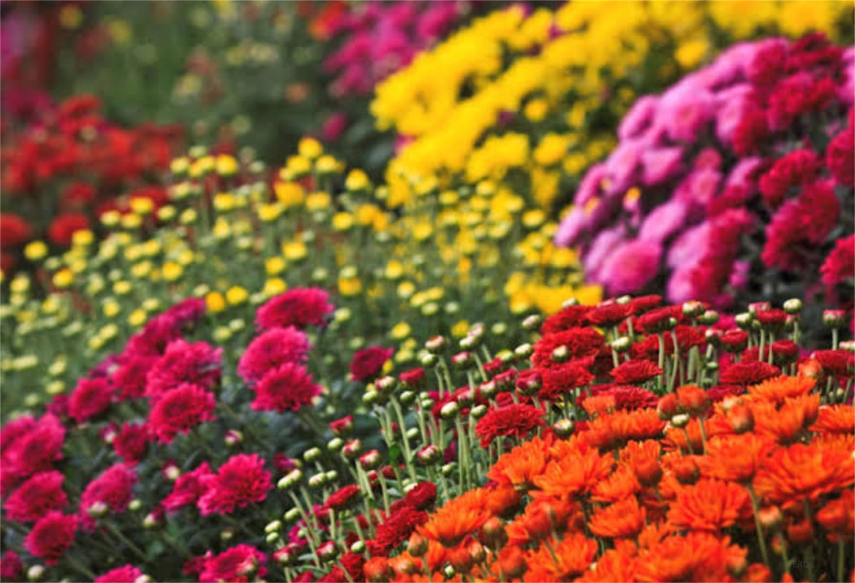 Garden Plant Seed Garden Mum Mix 200+ Seeds Chrysanthemum Indicum Seeds Perennial Long Flowering