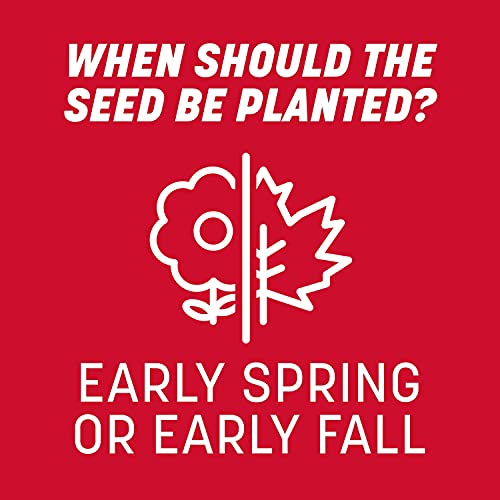 Pennington The Rebels Tall Fescue Grass Seed Blend, 3 Pounds