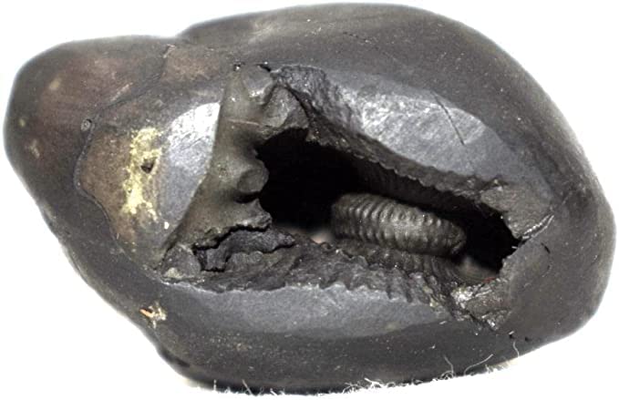 Shaligram Laxmi Narayan Shaligram Rudraksha Guru Narsihma Shaligram Kurma Shaligram