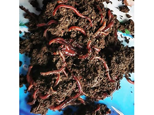Nature's Dream Ranch 500 Count Live Red Wiggler Composting Worms Vermicomposting Garden Red Wrigglers, Pet Feed, Kid Experiment