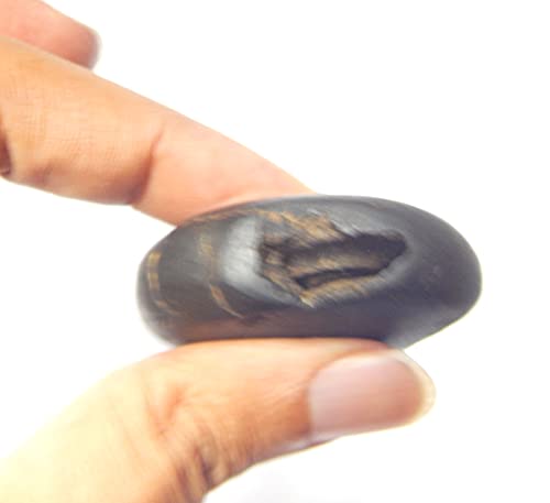 phoenix888 Adwaitya Maha Laxmi Sudarshan Maha Vishnu Shaligram Nepal