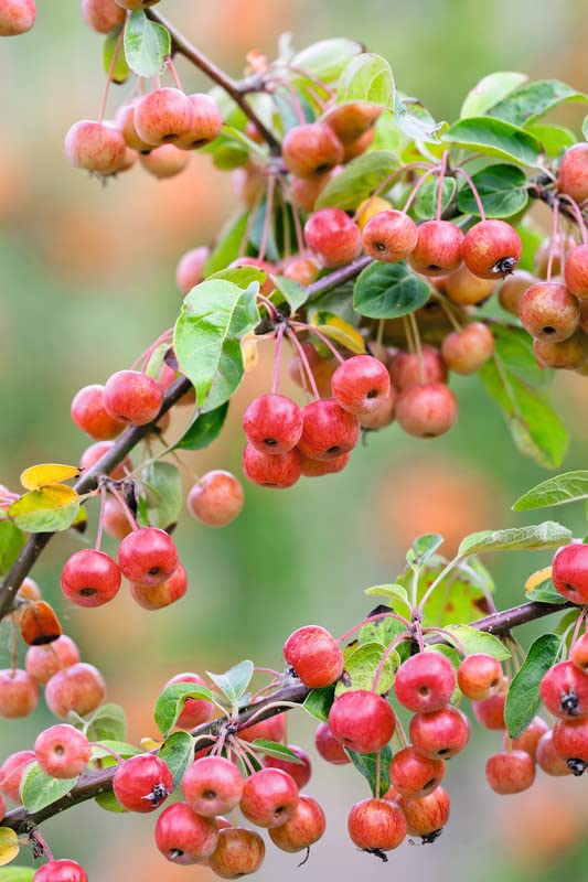 Sargent Crabapple Tree Live Plant 10-16" Tall DORMANT - Crab Apple Fruit - No Ship to CA, HI