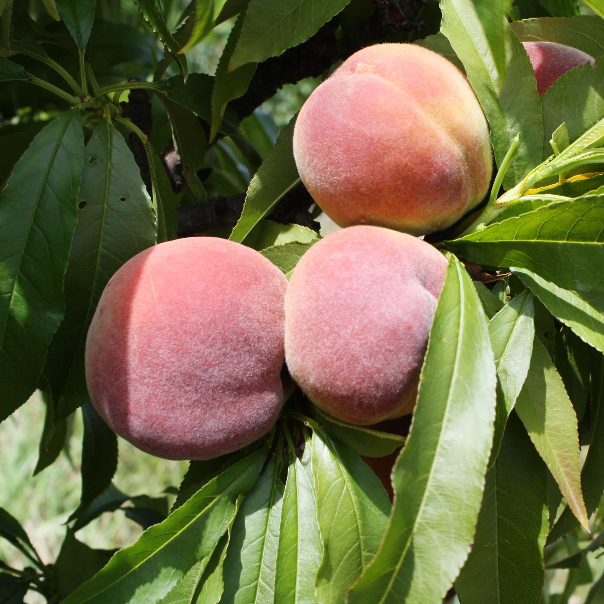 Dwarf Peach Tree Seeds GMO Free Organic Compact Size Popular Choices for Small Gardens, Patios, Balconies, and Even Indoor Cultivation Easier Maintenance 10Pcs Fruit Seeds by YEGAOL Garden