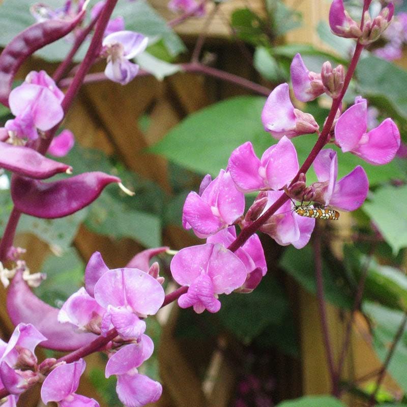 Eden Brothers Hyacinth Bean Seeds Non-GMO Seeds for Planting, Packet | Low-Maintenance Flower Seeds, Plant During Warm Season, Zones 10, 3, 4, 5, 6, 7, 8, 9