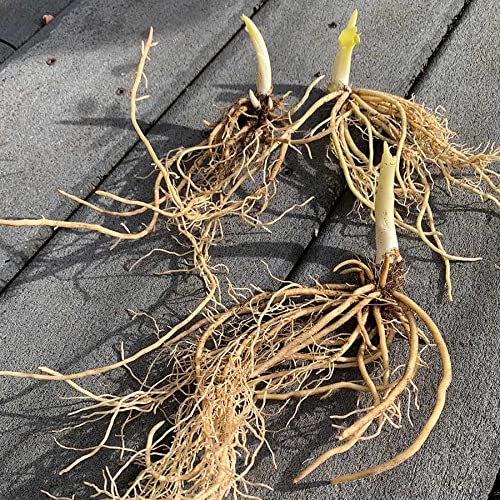 Eden Brothers Hosta Roots (Spring-Planted) - White Feather Non-GMO Bulbs for Planting, 4 Roots | Low-Maintenance Flower Bulbs, Plant During Warm Season, Zones 3, 4, 5, 6, 7, 8, 9