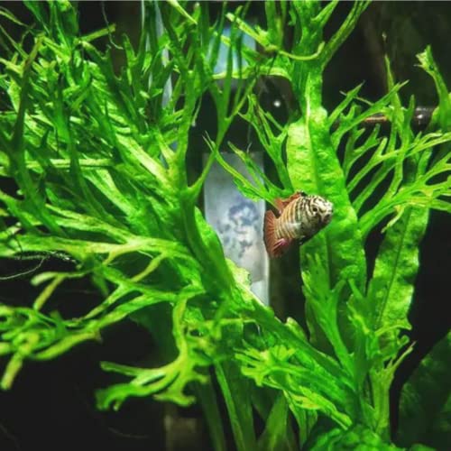 Mainam 4 Different Anubias Nana Amazon Sword Java Fern Windelov Hornwort Tropical Freshwater Live Aquarium Plant Decorations 3 Days BUY2GET1FREE