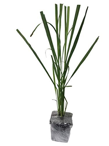 Lemongrass Plant- 3 Seperate in 2.25 Inch Size! Non GMO! Organic! Also Known As Fever Grass, Cymbopogon Citratus/by Daylily Nursery
