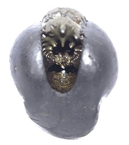 Rudrakshguru Wooden Bhuvaneshwari Shaligram (Black, 2.50 x 2-inch)