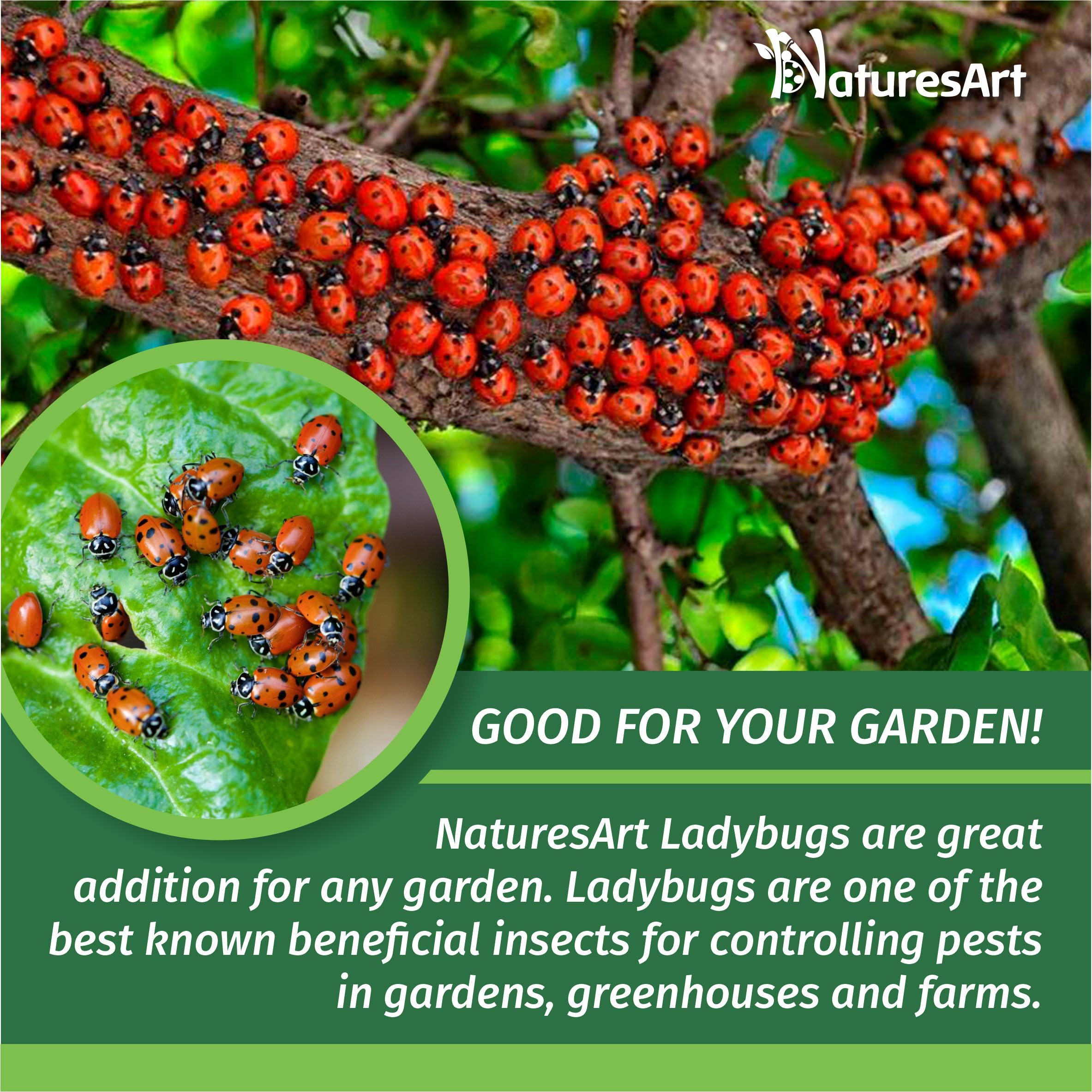 NaturesArt 1500 Live Ladybugs - Good Bugs for Garden - Ladybug - Guaranteed Live Delivery!, orange