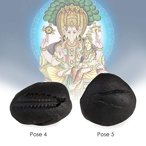 Vedic Vaani Divine Very Rare Hayagriva Vishnu Religious Natural Shaligram Shila/Stone Origin from Nepal Gandaki River, for Bring Wisdom, Prosperity and Success, India