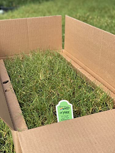 UC Verde Buffalograss Plugs