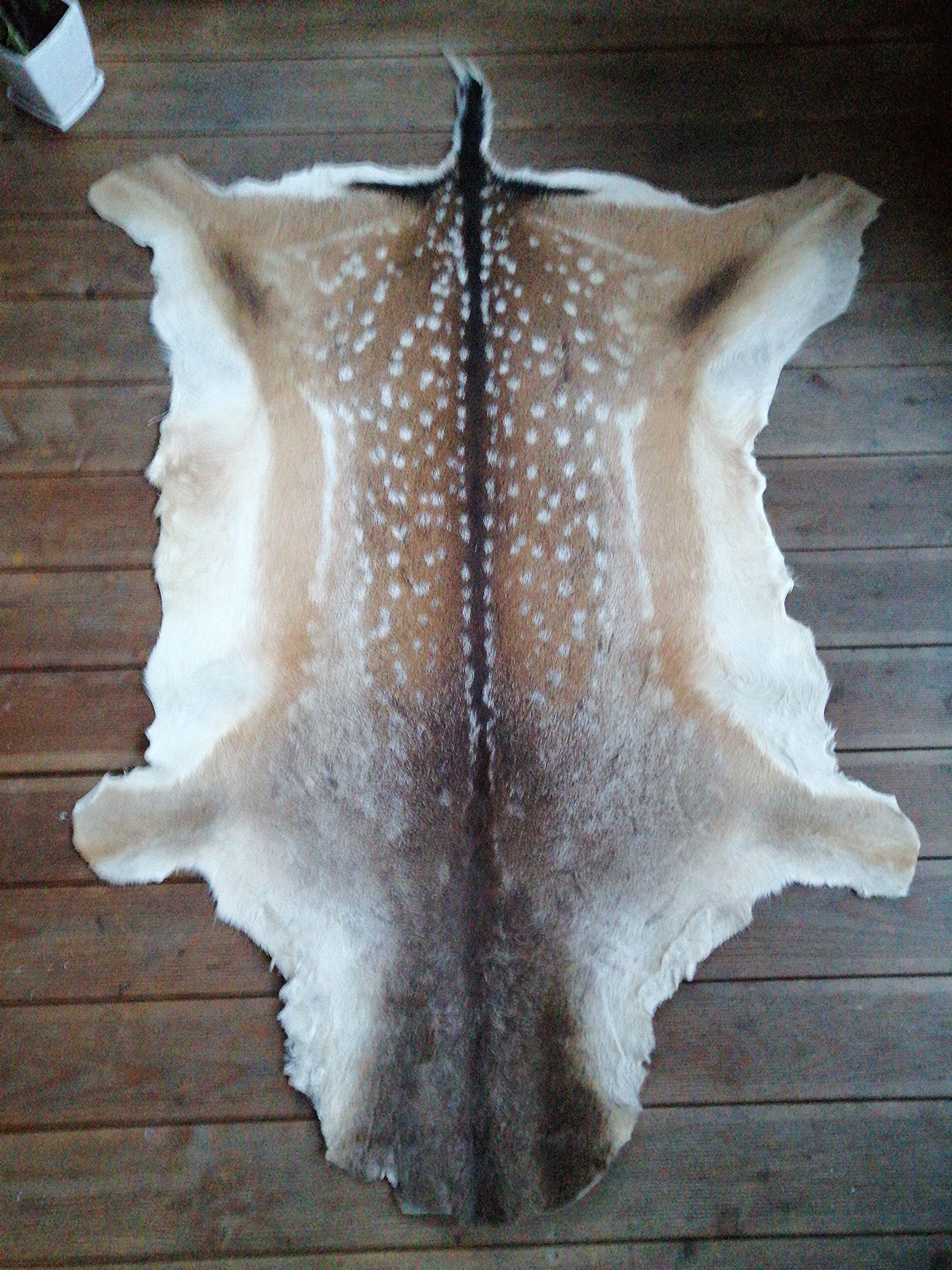 Robert Tartufferie Fallow Deer Skin Fur Hide pelt Rug Taxidermy Hunting Trophy
