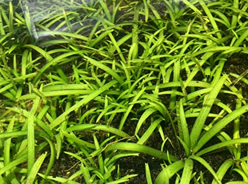 Marcus Fish Tanks - 10x Dwarf Sagittaria Subulata Live Aquarium Plant Dwarf Sag Freshwater Aquatic Carpeting Plant BUY2GET1FREE