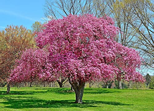 Roselow Crabapple Tree Live Plant 1-2 Feet Tall, Crab Apple Fruits Crabapple Plant Live