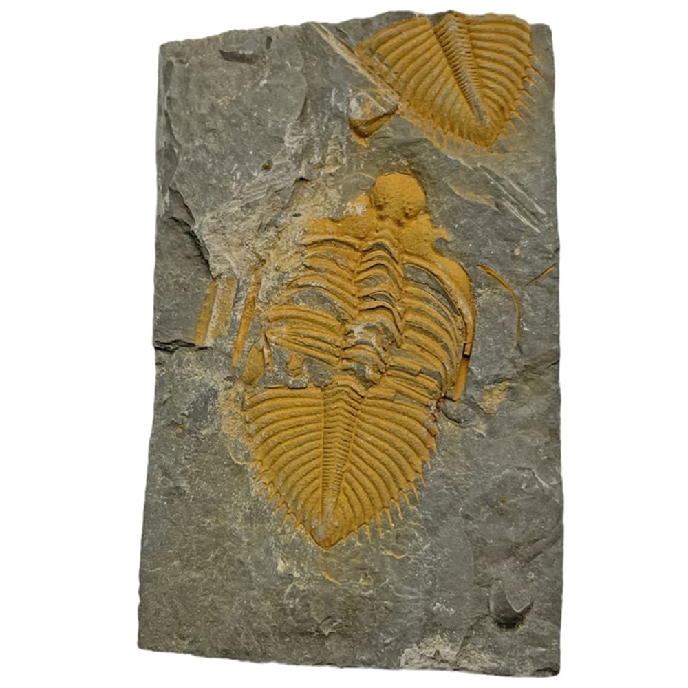 JIANEEXSQ Real Trilobite Fossil from Hunan of China 450 Million Years Ago for Collections and Education