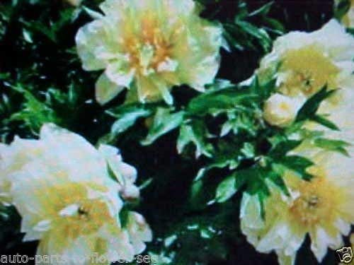 Grande Colore"Yellow " semi dell'albero del Fiore del Peony