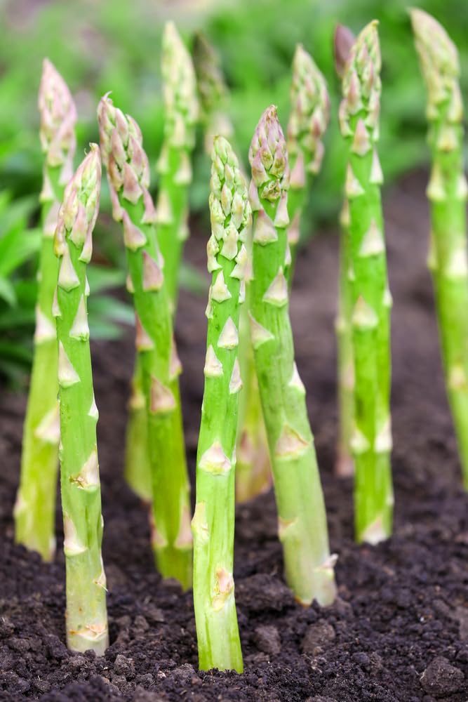Millennium Live Asparagus Bare Root Plants - 2yr Crowns - Can Not Ship to California (15 Asparagus Roots)