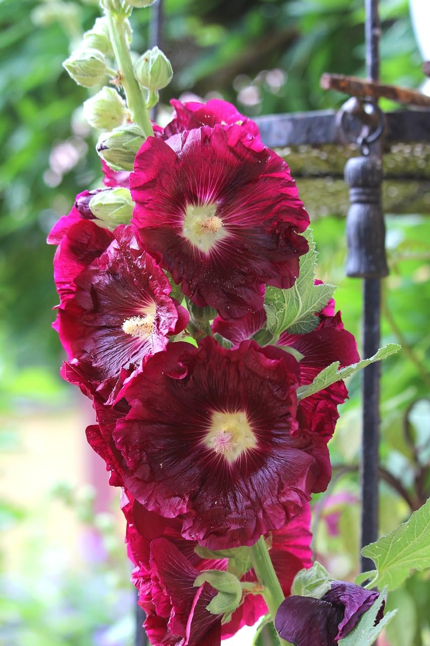 Hollyhock Seeds, Pack of 1000+ Carnival Mix Double Hollyhocks Flower Seeds, Flower Seeds for Planting