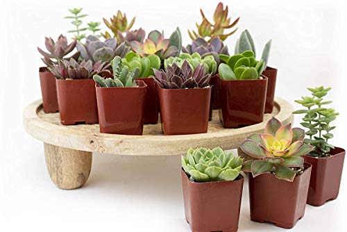 Plants R Us | 20 Pack Succulents in 2" Grow Pots-Indoor/Outdoor Live Plants and Decor Hardy & Easy Care