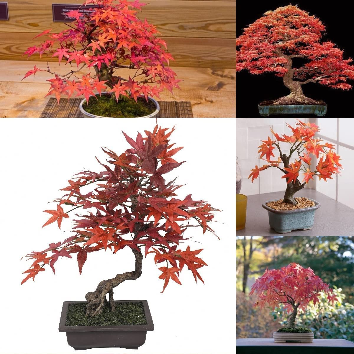 Japanese Red Maple Bonsai Tree Seeds | 30+ Seeds | Highly Prized for Bonsai, Japanese Maple Tree Seeds