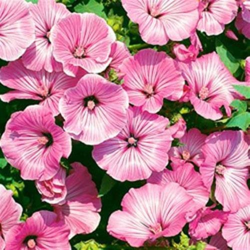Fresh 50 semi - Semi rosa Malva Fiore Tanagra