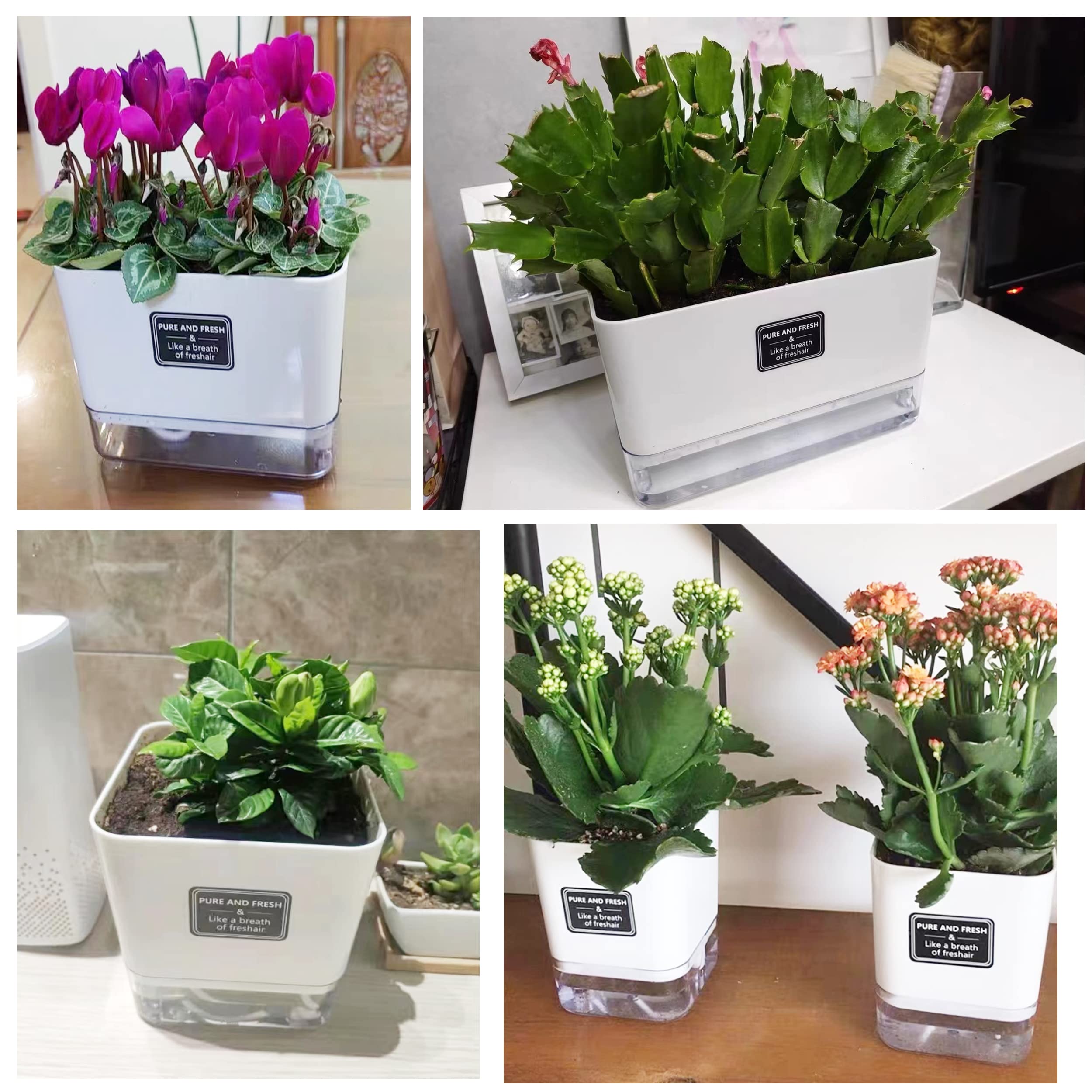 FAMZ Self Watering Planters 4 Pack,Plant Pots for Indoor,Automatic Moisturizing,Transparent Square Flower Pot for Indoor and Outdoor Plants,Succulents,Violets,Ivy