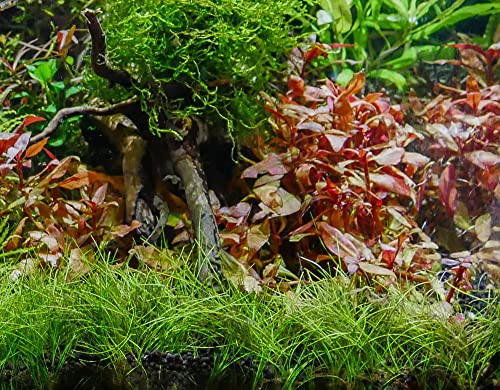 Marcus Fish Tanks - 3X Dwarf Hair Grass Eleocharis Parvula Live Aquarium Plants Carpeting Plant for Aquatic Freshwater Fish Tank