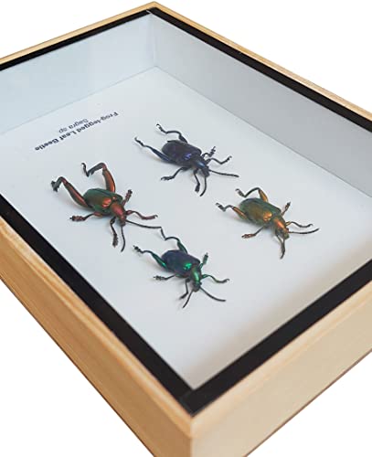 ThaiHonest Real 4 Frog Legged Leaf Beetle Sagra buqueti Insect Taxidermy in Wood Box Display for Collectibles