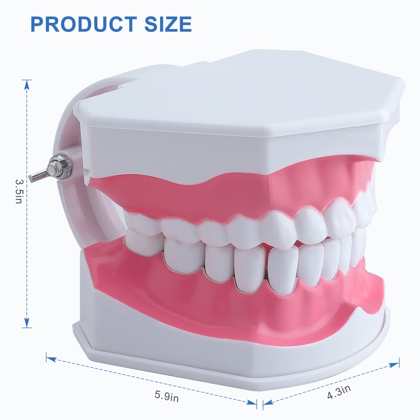 Healthible Teeth Model for Kids - 2 Times Tooth Brushing Model Large Teeth Model with Toothbrush Oversized Dental Model for Teeth Brushing