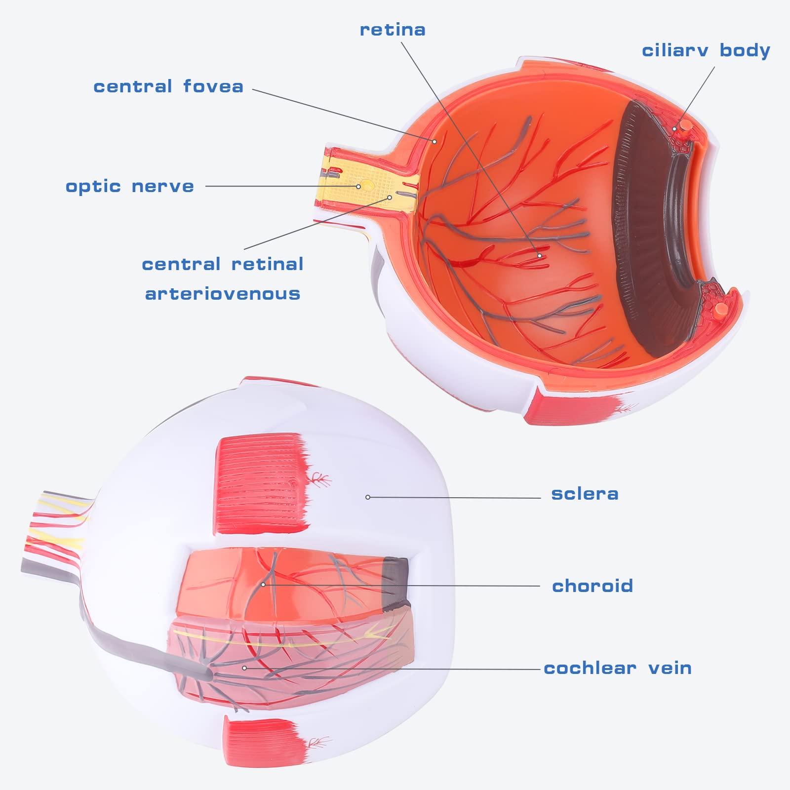 Healthible Human Eye Model Anatomy, Removable 6 Times Anatomical Eyeball Model with Display Base, Medical Eye Ball Model for School and Clinic