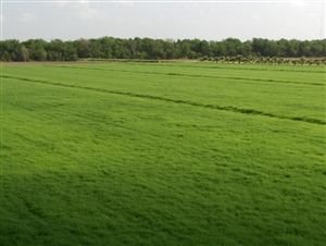 SeedRanch Bermuda Grass Seed Coated/Hulled - 5 Lb.