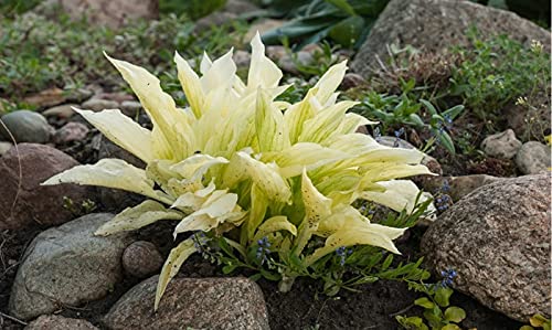 GardeningProducts4Less 2pk White Feather Hosta Bare Roots - Perennial Cream & Green Foliage, Low-Maintenance Plant