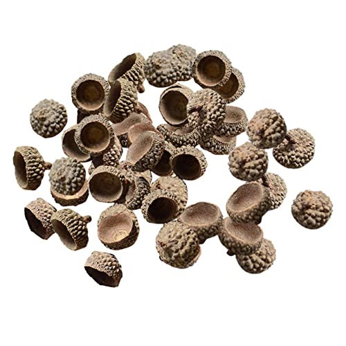 TOOYFUL 100Pcs Natural Acorns Bulk Acorns Caps for Craft,Autumn Winter Christmas Decoration Home Party Table Decoration Model Props Or Floral Designing , Natural Acorn Caps
