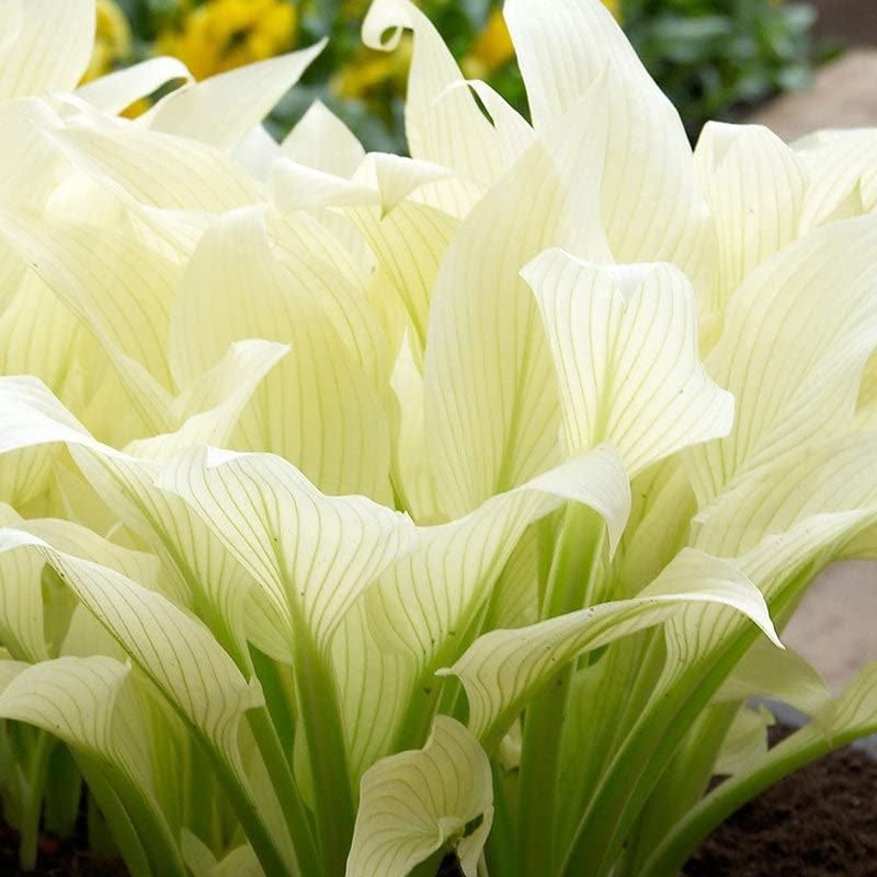 Eden Brothers Hosta Roots (Spring-Planted) - White Feather Non-GMO Bulbs for Planting, 4 Roots | Low-Maintenance Flower Bulbs, Plant During Warm Season, Zones 3, 4, 5, 6, 7, 8, 9